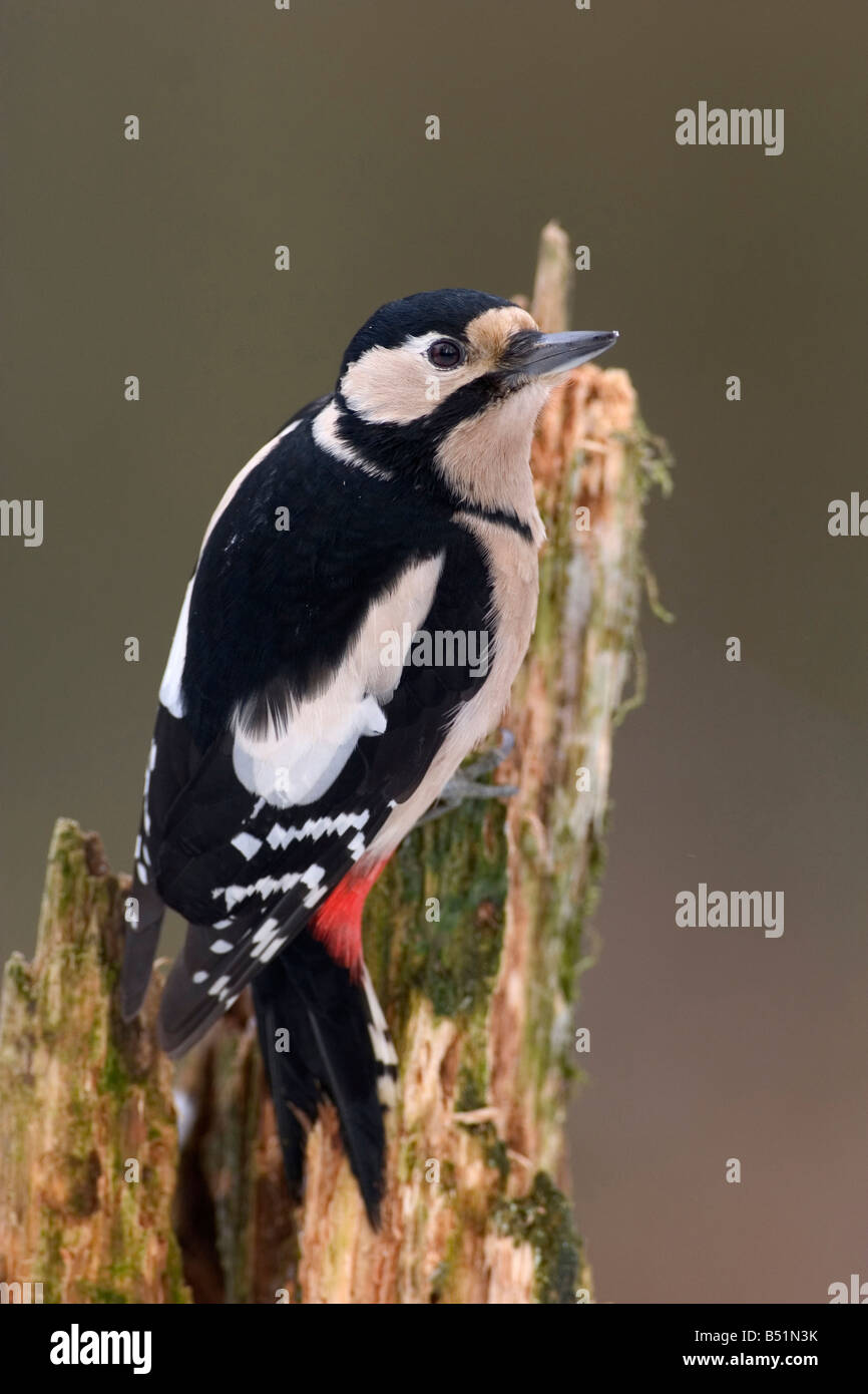 Buntspecht on the tree trunk Stock Photo - Alamy