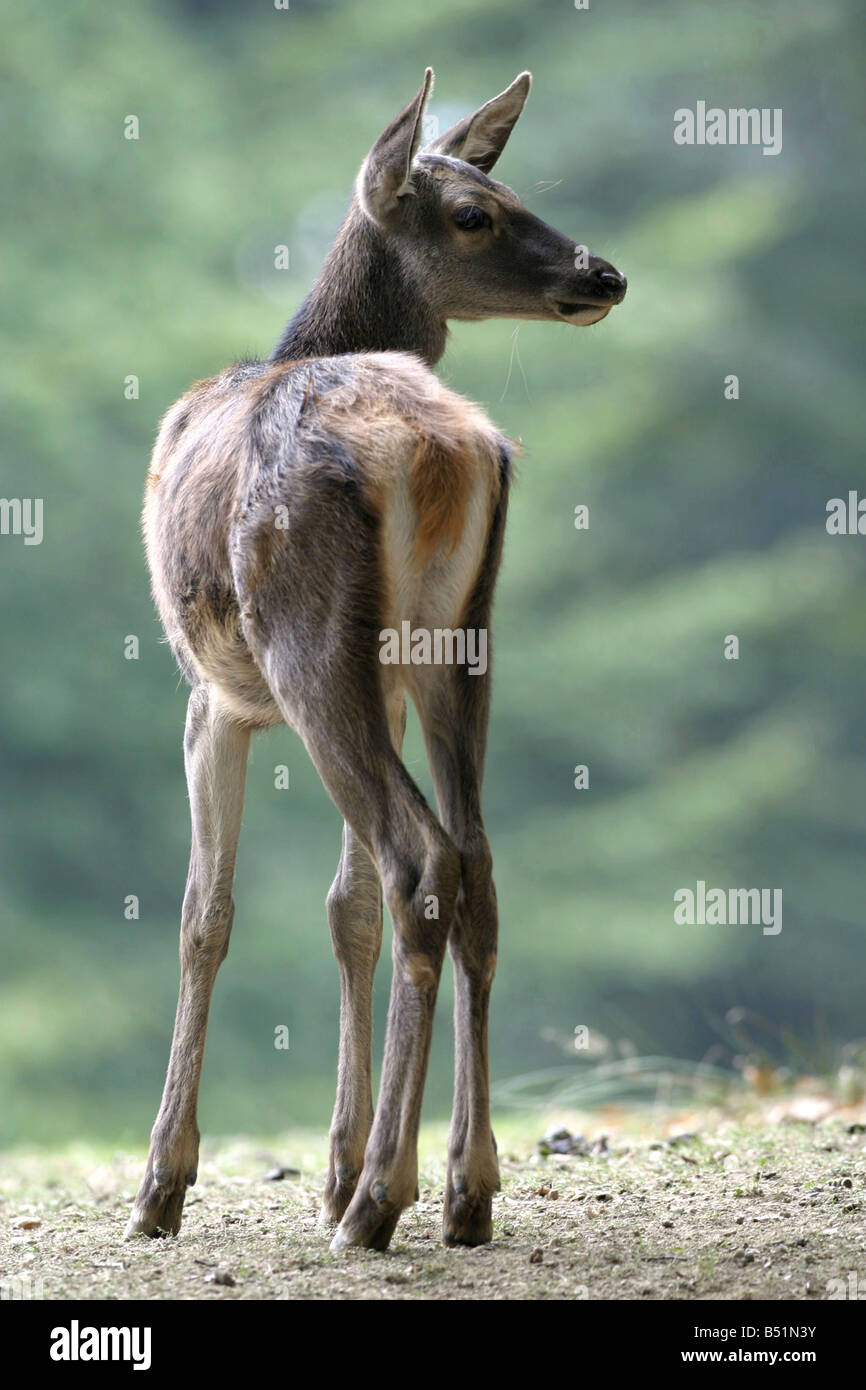 Hind part hi-res stock photography and images - Alamy