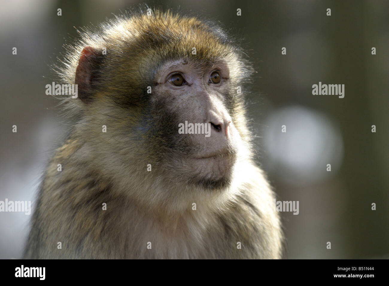 Berber monkey, Macaca Sylvanus Stock Photo - Alamy