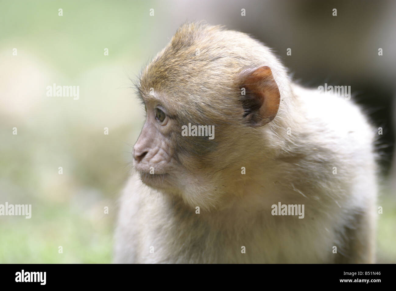 Berber monkey, Macaca Sylvanus Stock Photo - Alamy