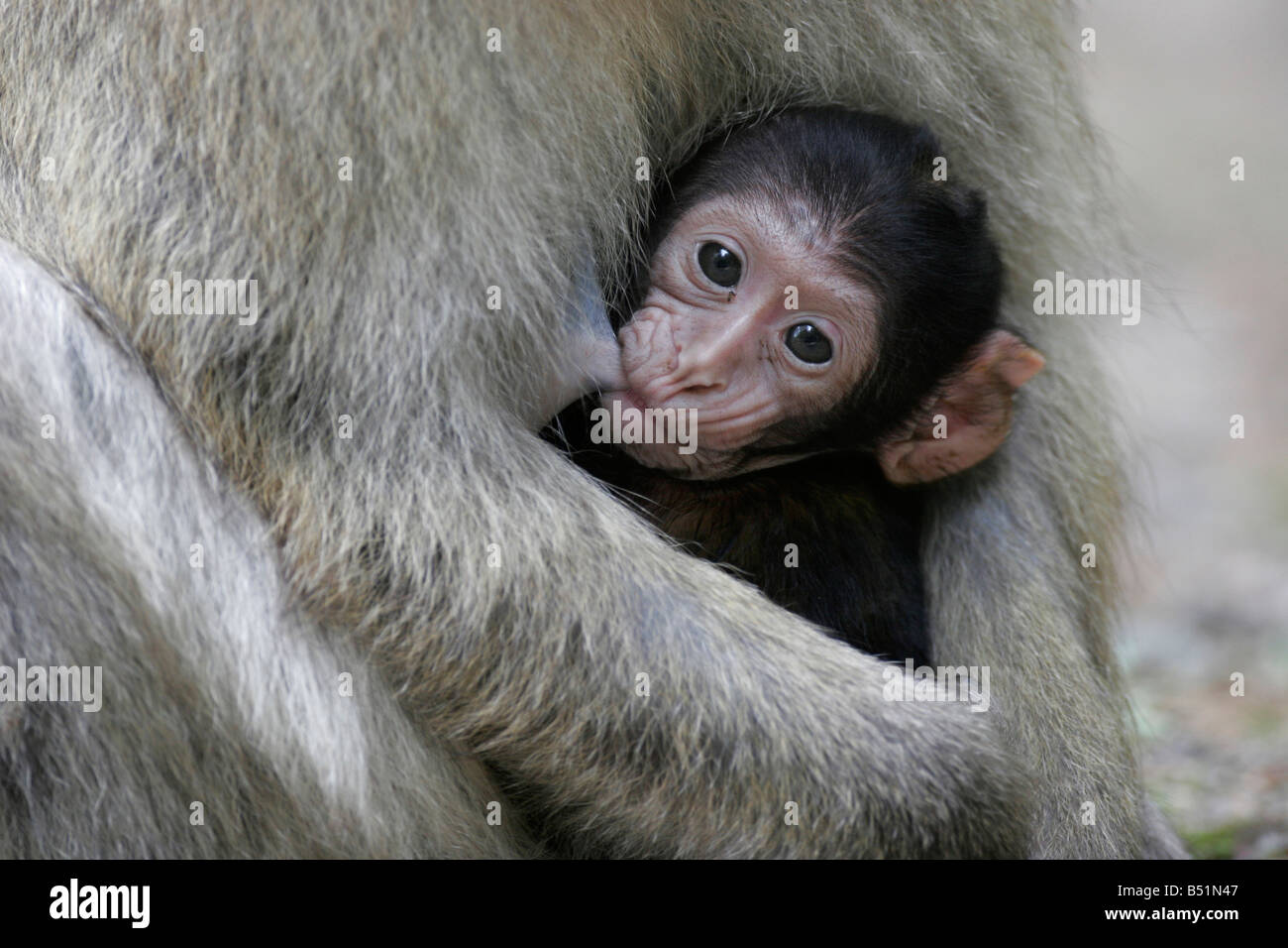 Berber monkey babies (Macaca sylvanus Stock Photo - Alamy