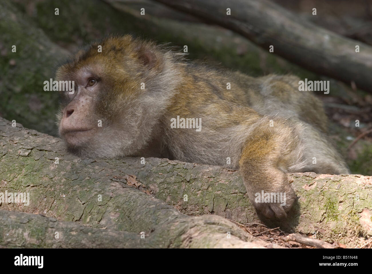 Berber monkey (Macaca sylvanus Stock Photo - Alamy