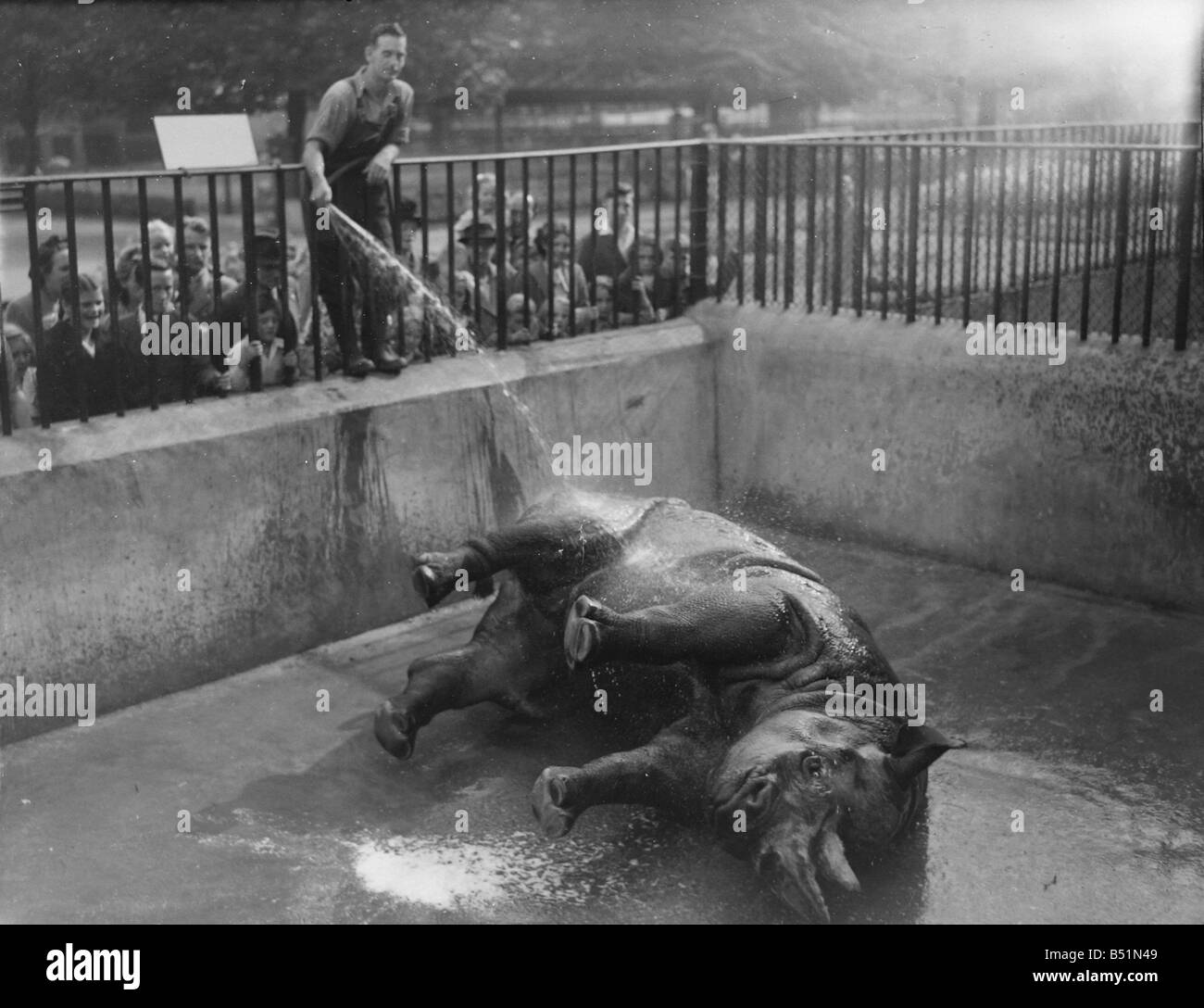Lorna. rhino at London Zoo has daily shower- keeper Harry Dean. 025560/ ...