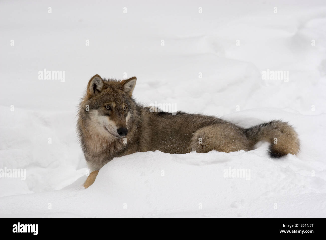 Gray wolf, Canis lupus Stock Photo - Alamy