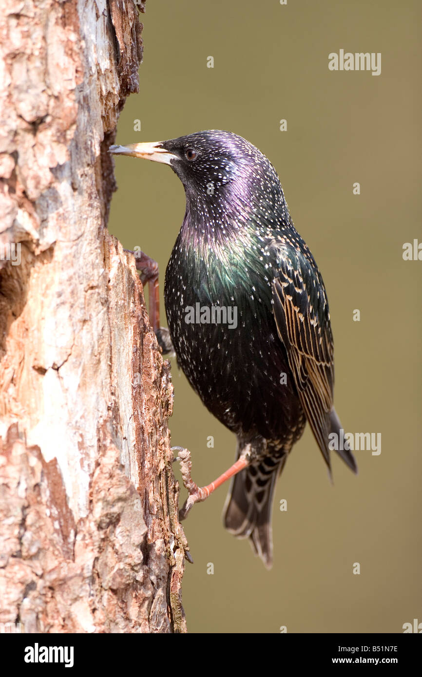 Starling Sturnus vulgaris Stock Photo - Alamy