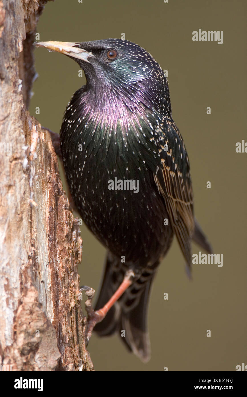 Starling Sturnus vulgaris Stock Photo - Alamy