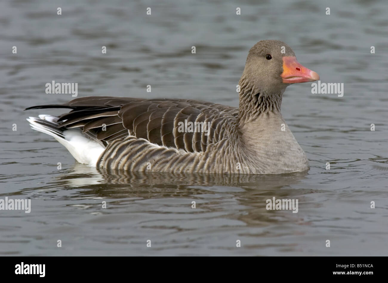 Grey Goose, Anser anser Stock Photo - Alamy