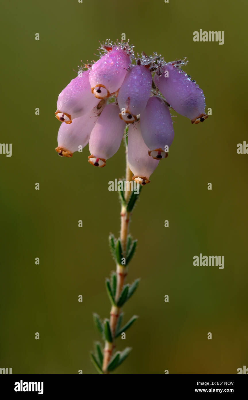 Teralix hi-res stock photography and images - Alamy