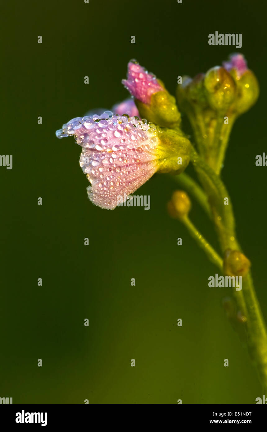 Cuckoo flower water hi-res stock photography and images - Alamy