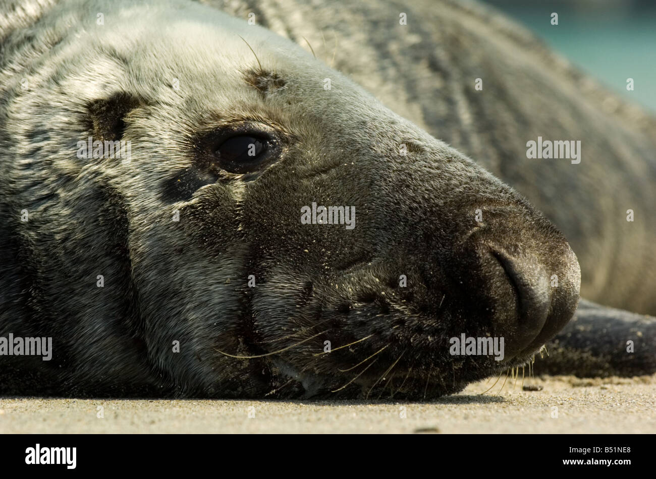 Movement of grey seals hi-res stock photography and images - Alamy