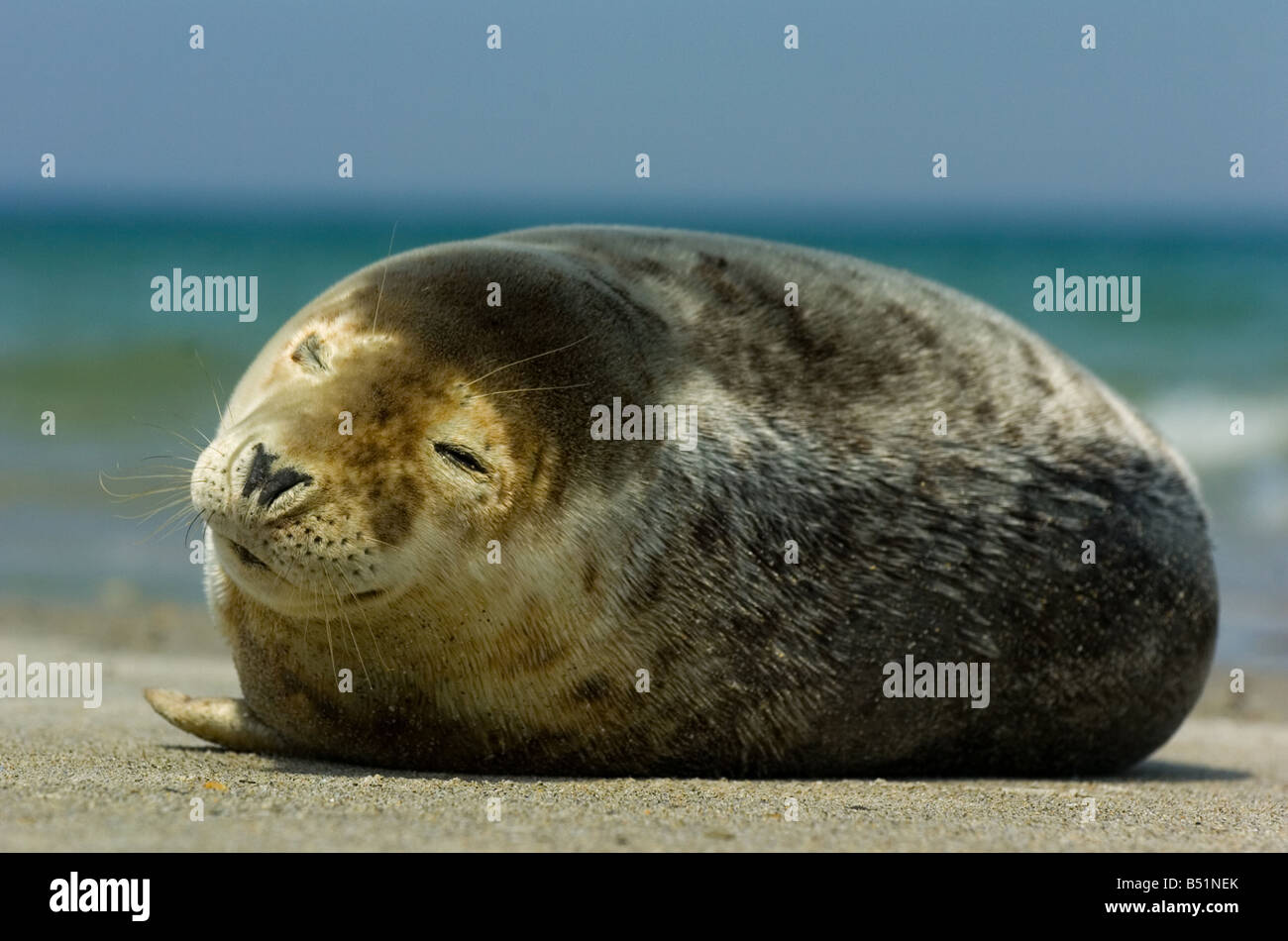 Nodding dog hi-res stock photography and images - Alamy