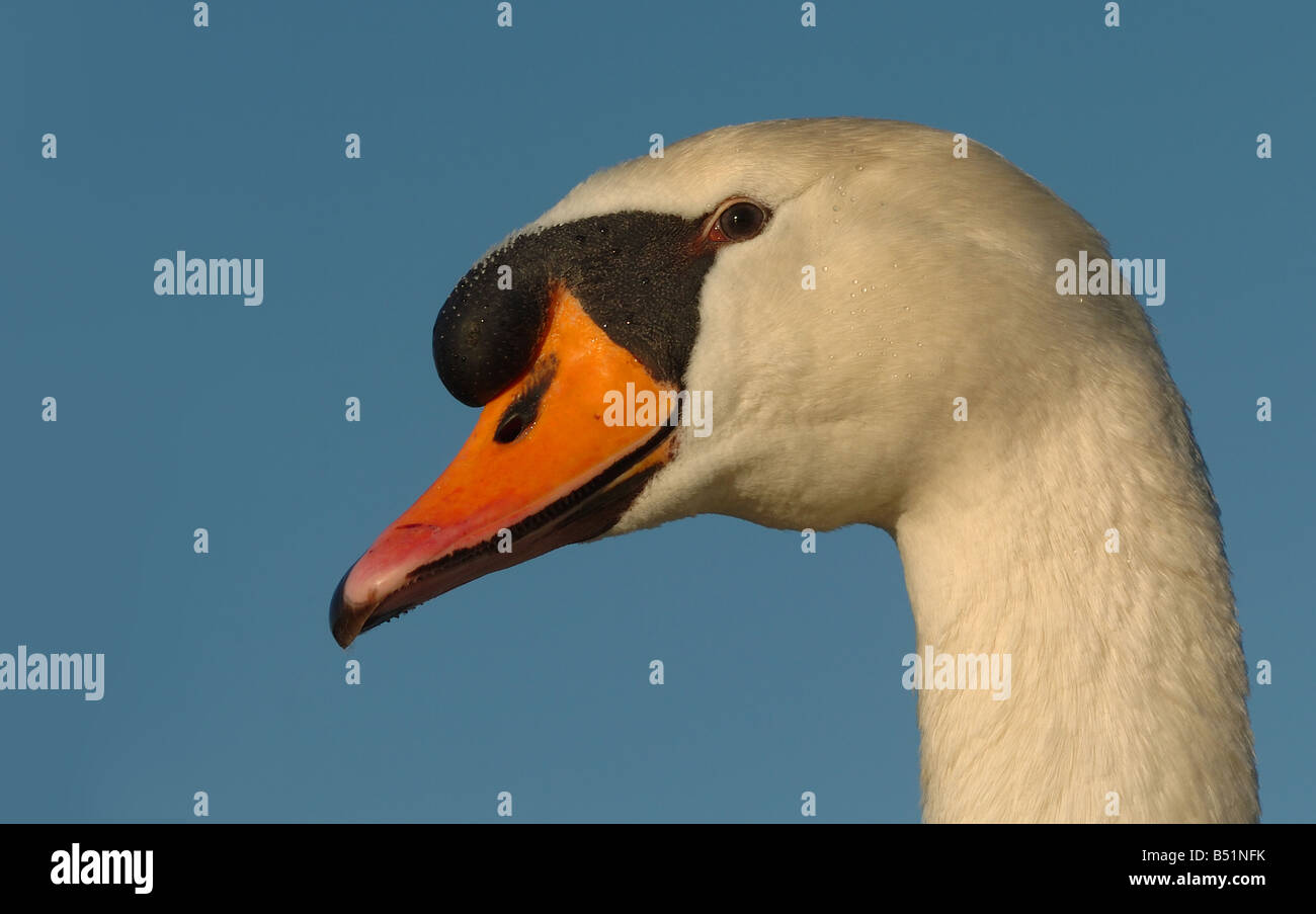 Parts heads swans hi-res stock photography and images - Alamy