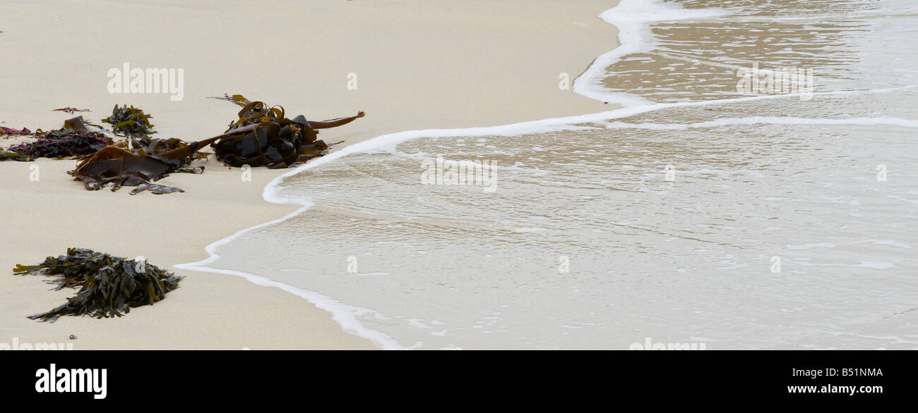Seaweed on the beach Stock Photo - Alamy