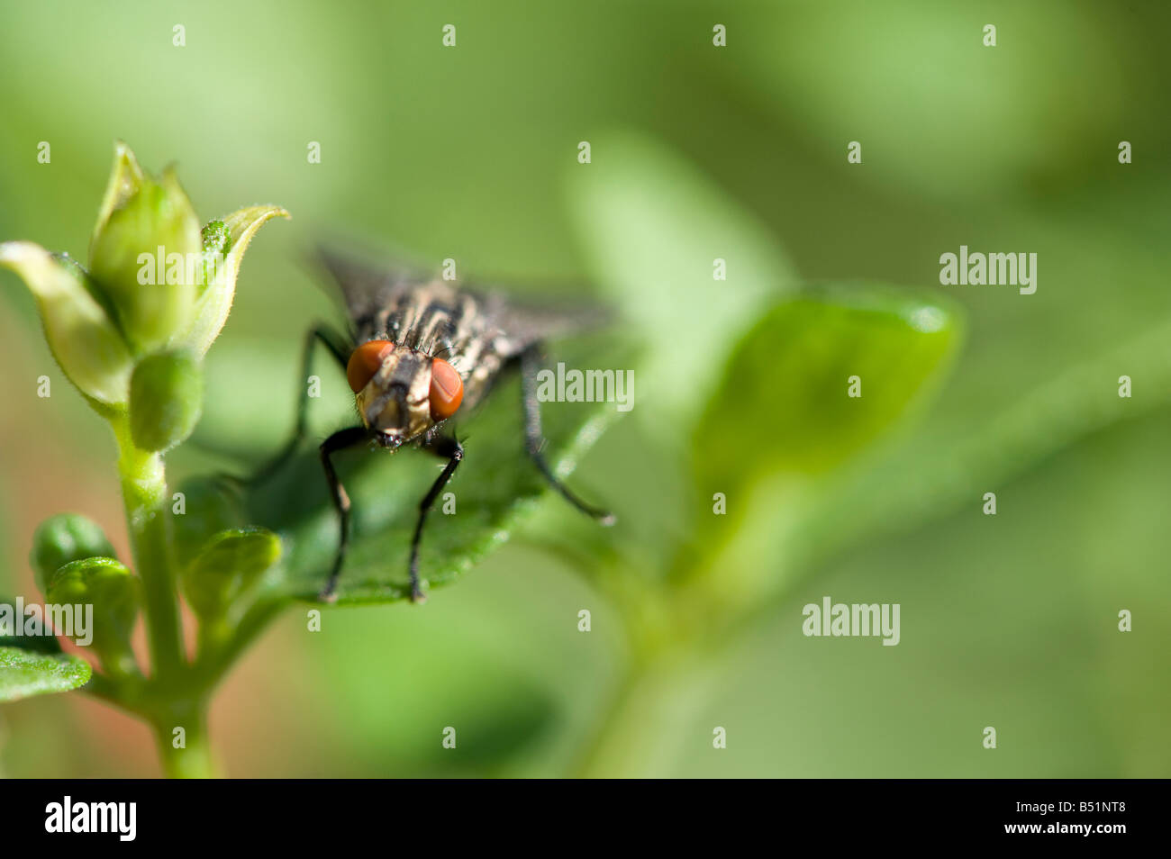 Closeup of a fly Stock Photo - Alamy