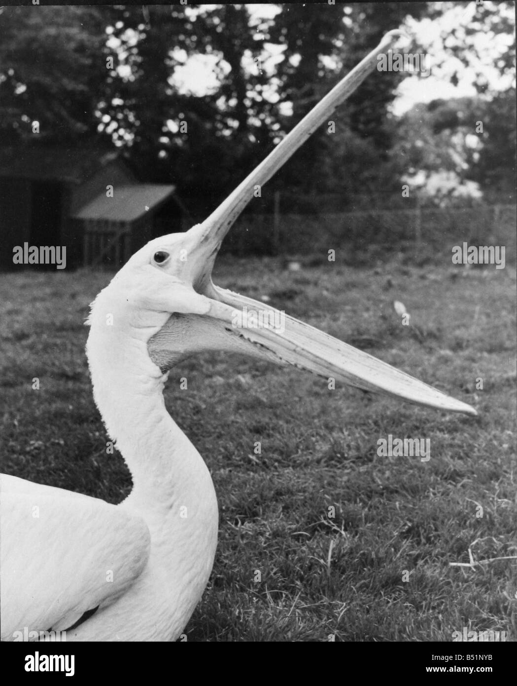 1950s paignton hi-res stock photography and images - Alamy