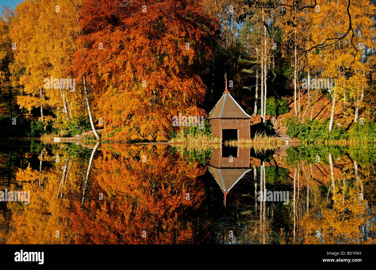 Autumn colours on woodland foliage at Loch Dunmore in Faskally Wood ...