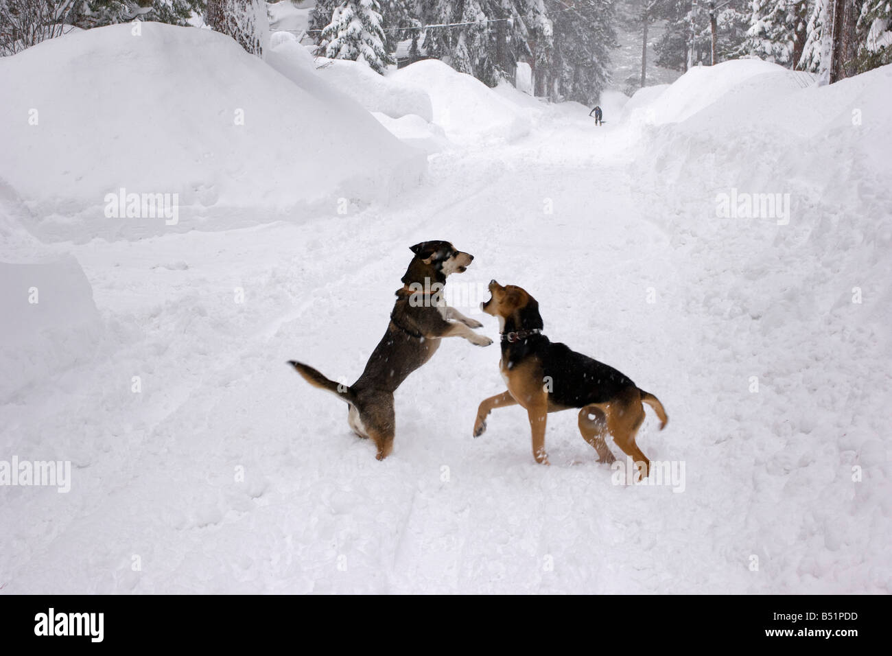 2 dogs playing in snow hi-res stock photography and images - Alamy