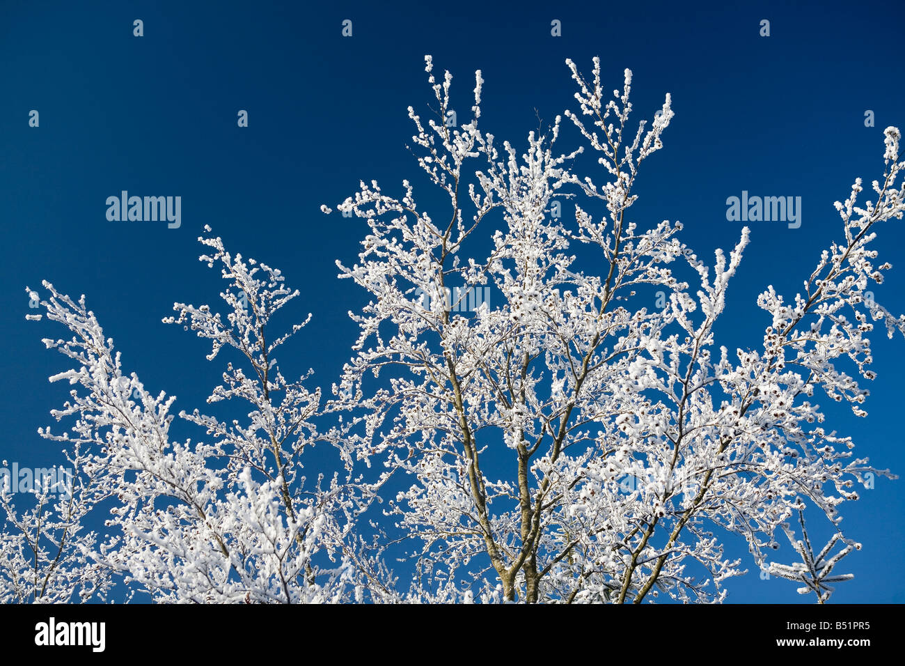 Winter landscape tree with frost Stock Photo - Alamy