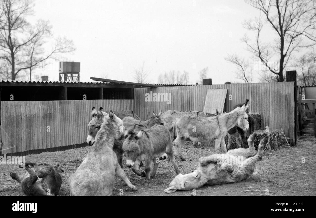 Donkey rolling Black and White Stock Photos & Images - Alamy