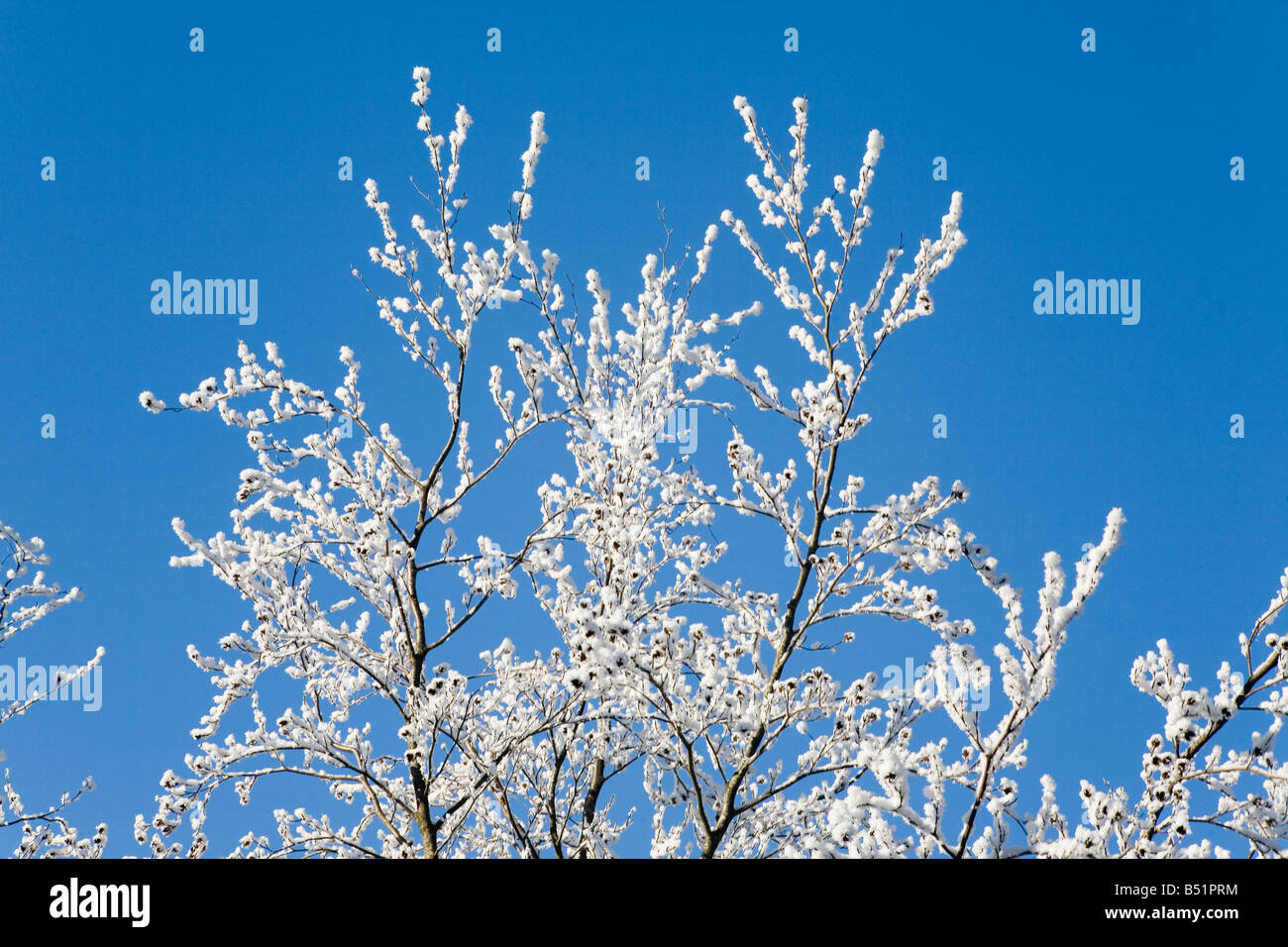 Winter landscape tree with frost Stock Photo - Alamy