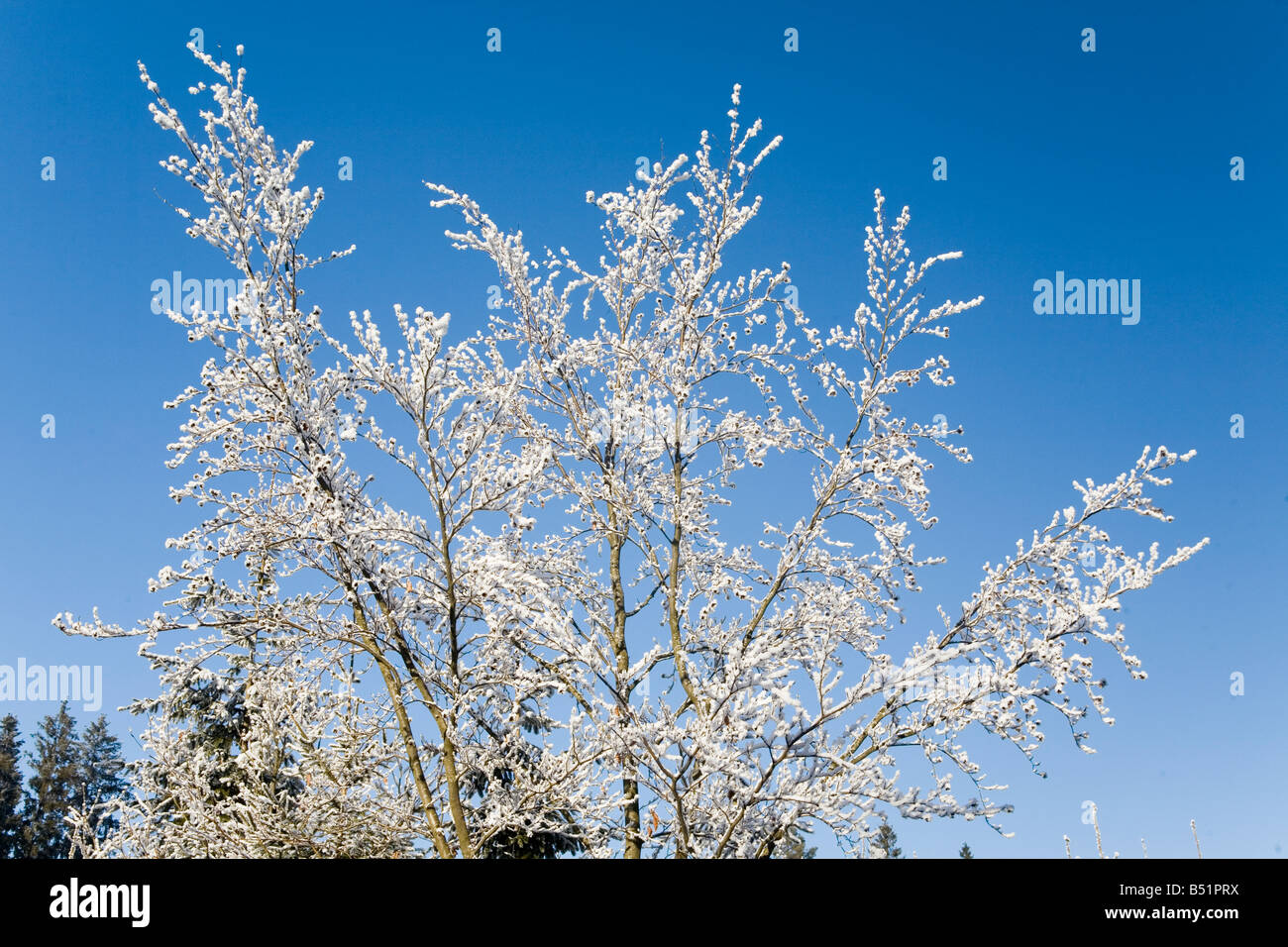 Winter landscape tree with frost Stock Photo - Alamy