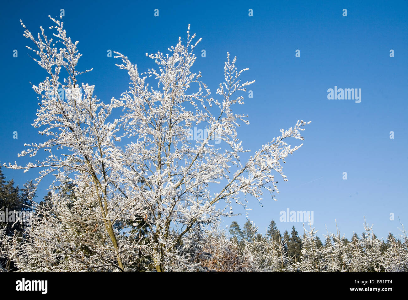 Winter landscape tree with frost Stock Photo - Alamy