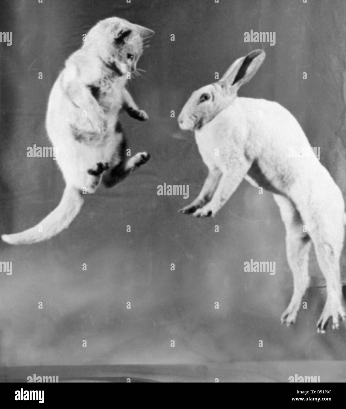 Cat and rabbit jumping C1152/25 Stock Photo - Alamy