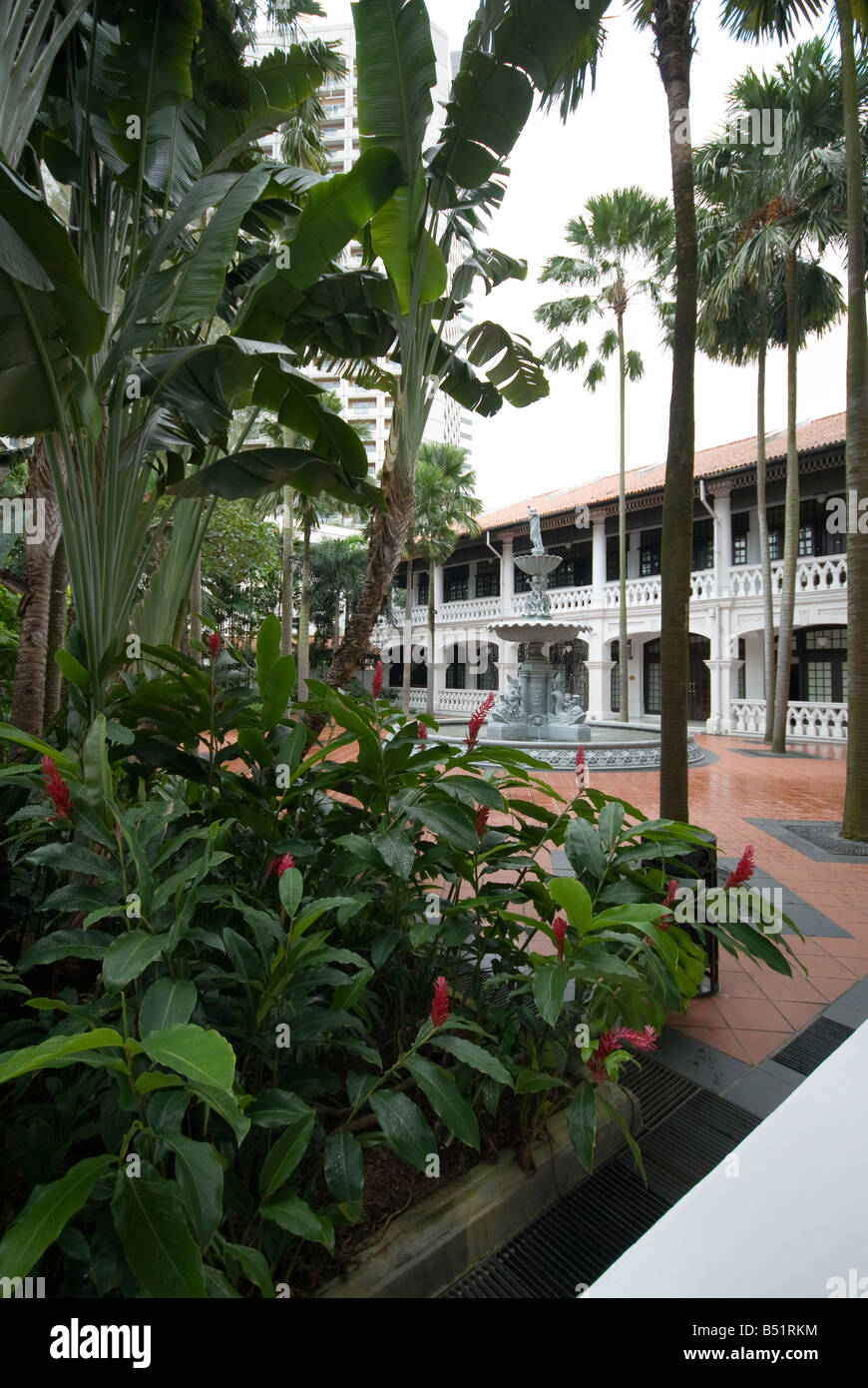 Raffles palm hi-res stock photography and images - Alamy