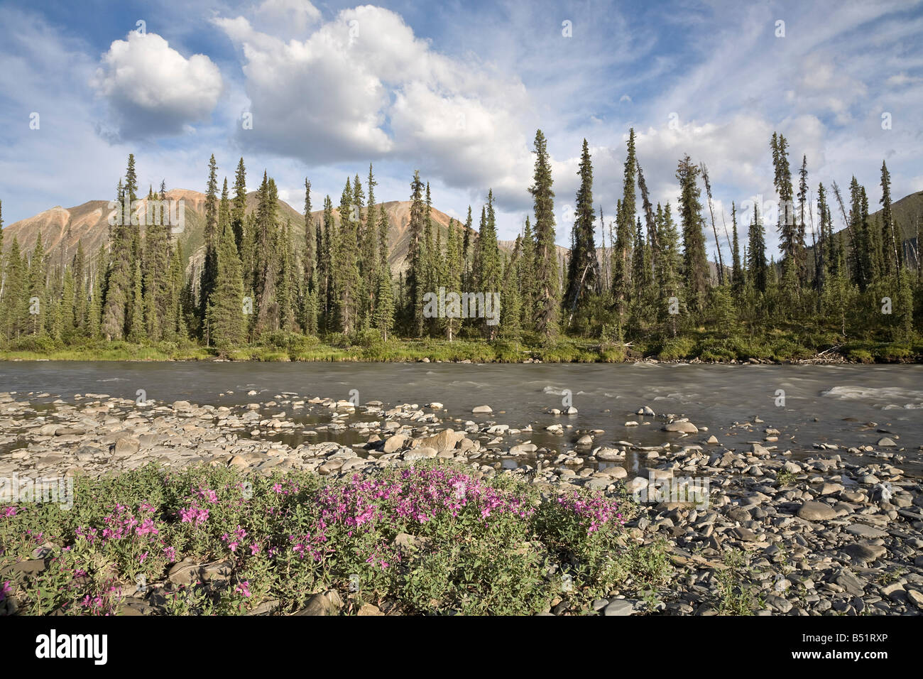 Fireweed Beside Bonnet Plume River, Yukon, Canada Stock Photo - Alamy