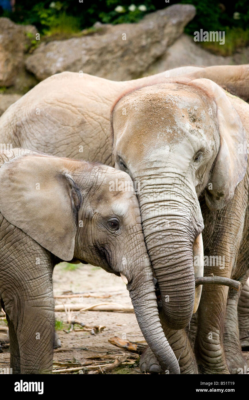 Body parts elephant hi-res stock photography and images - Alamy