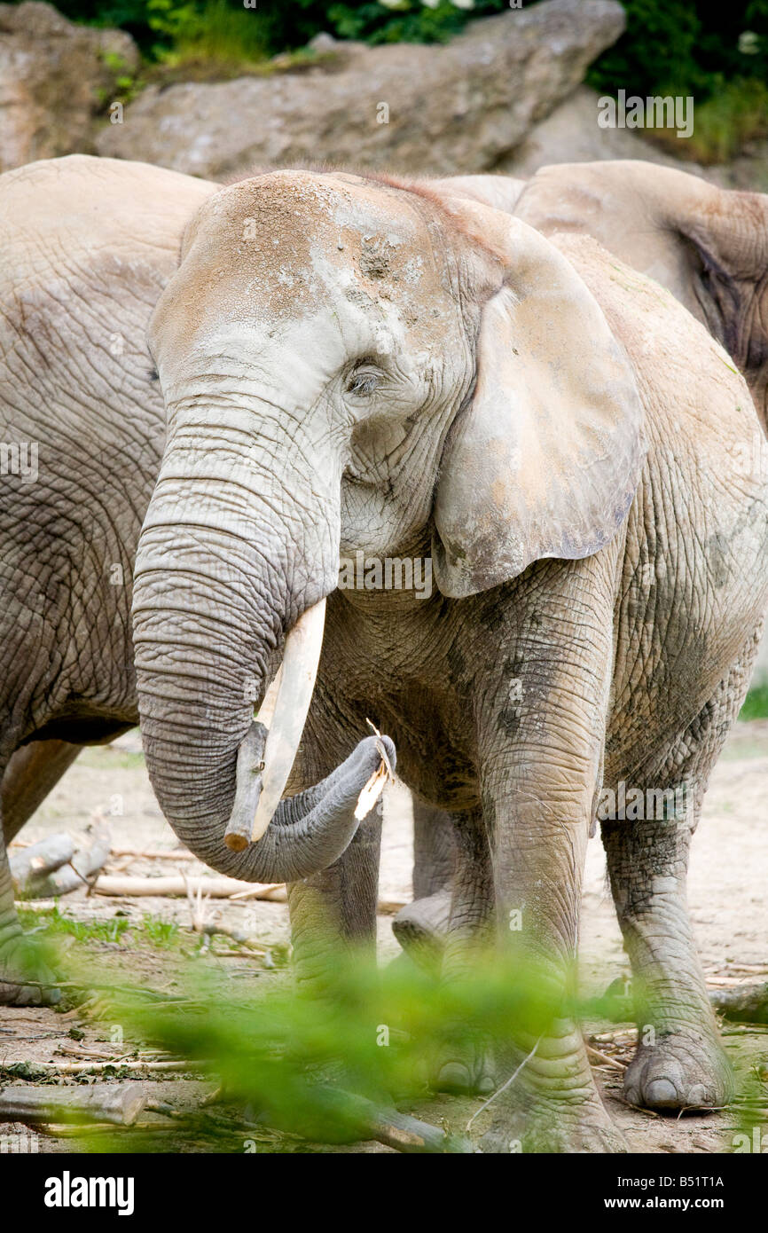 Elephant use branch hi-res stock photography and images - Alamy