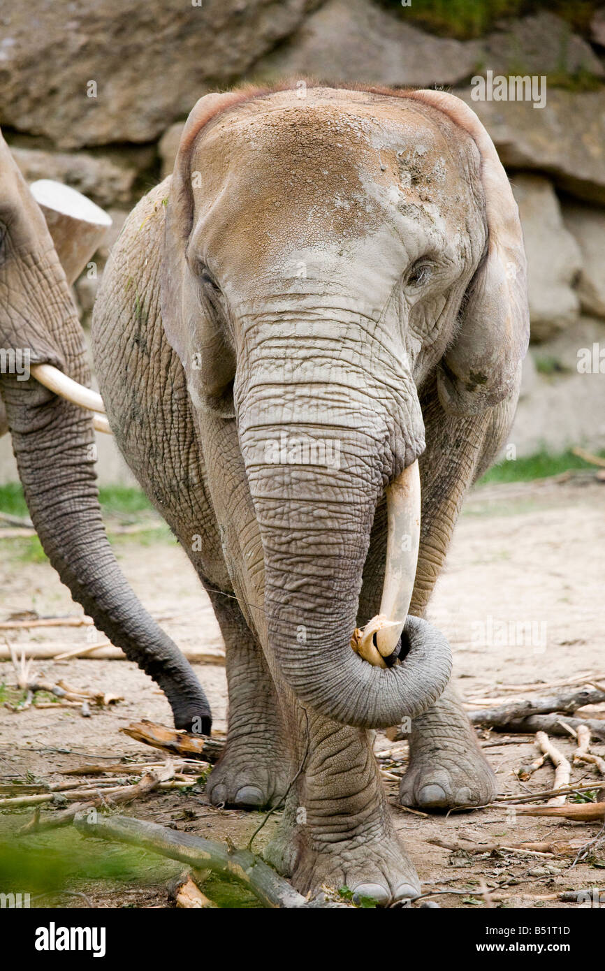 Livestock elephant hi-res stock photography and images - Alamy