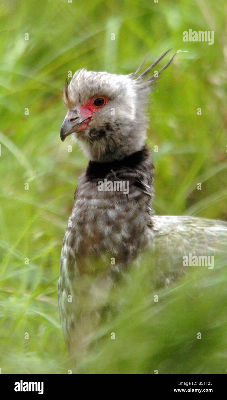 The Screamer bird whose call can be heard from great distance but this ...
