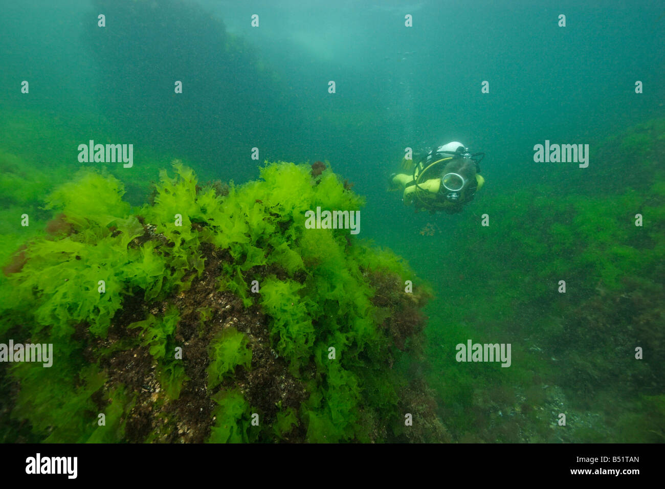 Ulva lactuca hi-res stock photography and images - Alamy