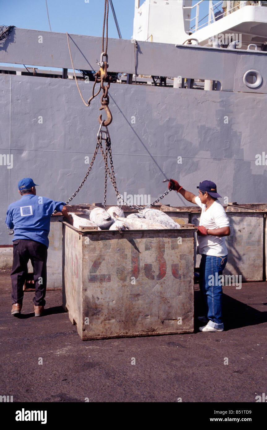 Fishery workers unloading frozen Tuna from the ship Stock Photo - Alamy