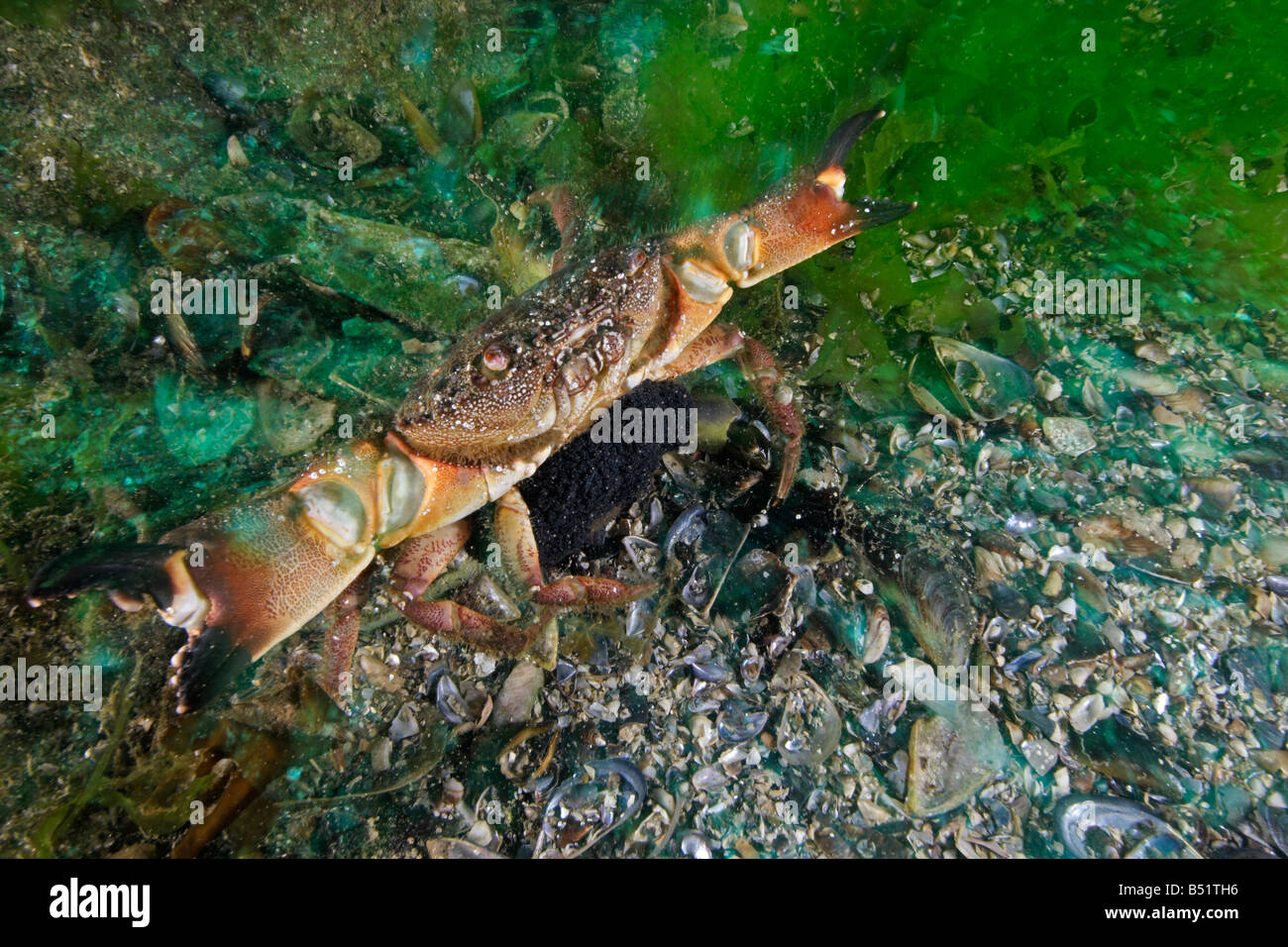 Cancer pagurus edible crab female with eggs Stock Photo - Alamy