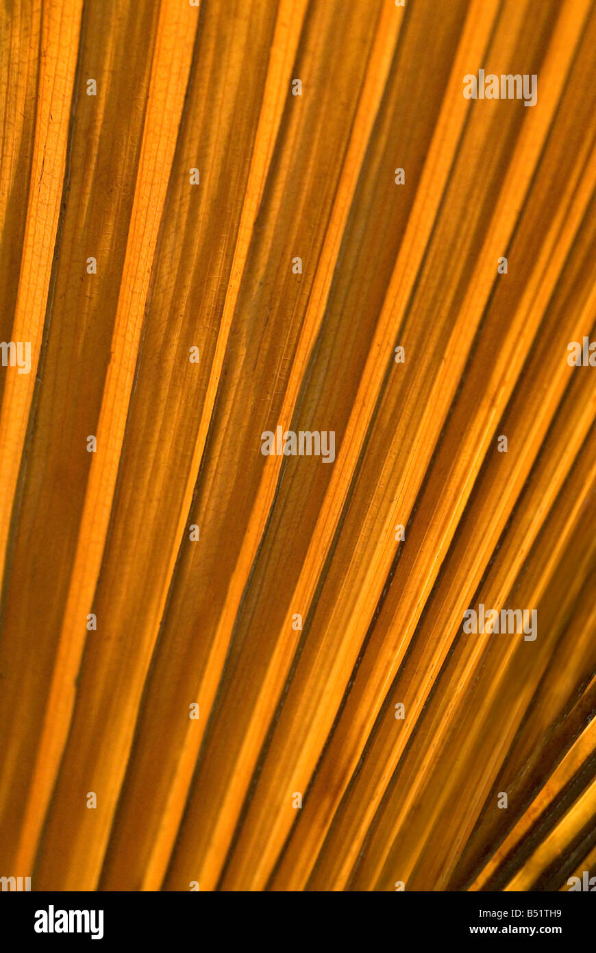 Fine leaf structures hi-res stock photography and images - Alamy