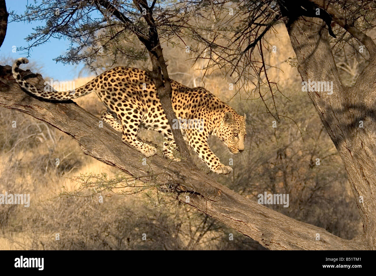 Leopard in a tree Stock Photo - Alamy