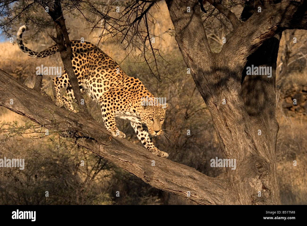 Leopard in a tree Stock Photo - Alamy