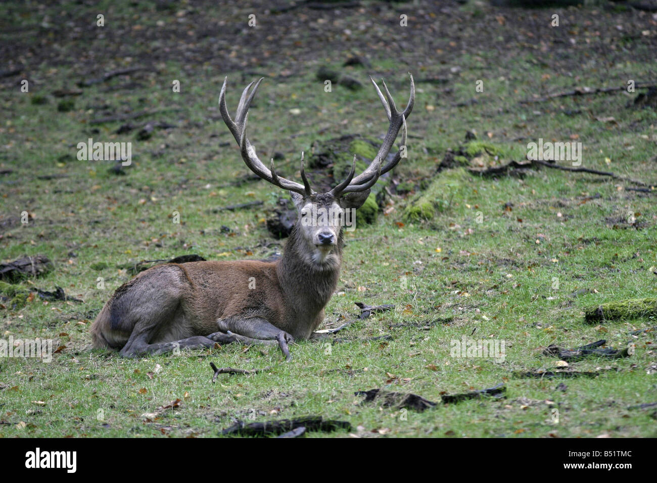 Deer lying hi-res stock photography and images - Alamy