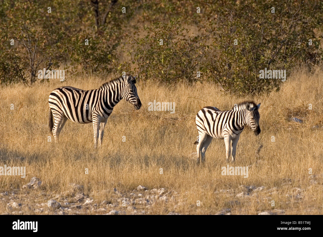 Zebra with young Stock Photo - Alamy