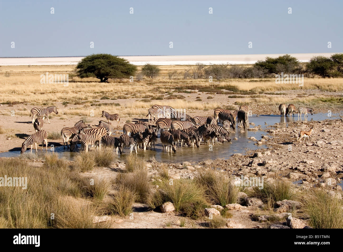 Zebra herd on the water hole Stock Photo - Alamy