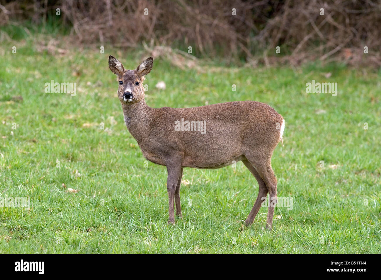 deer Capreolus capreolus Stock Photo - Alamy