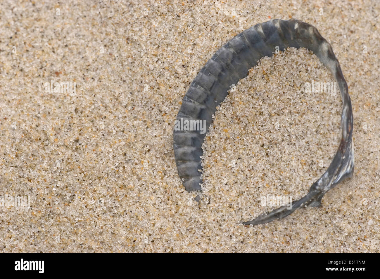 Shellfish in the sand Stock Photo - Alamy