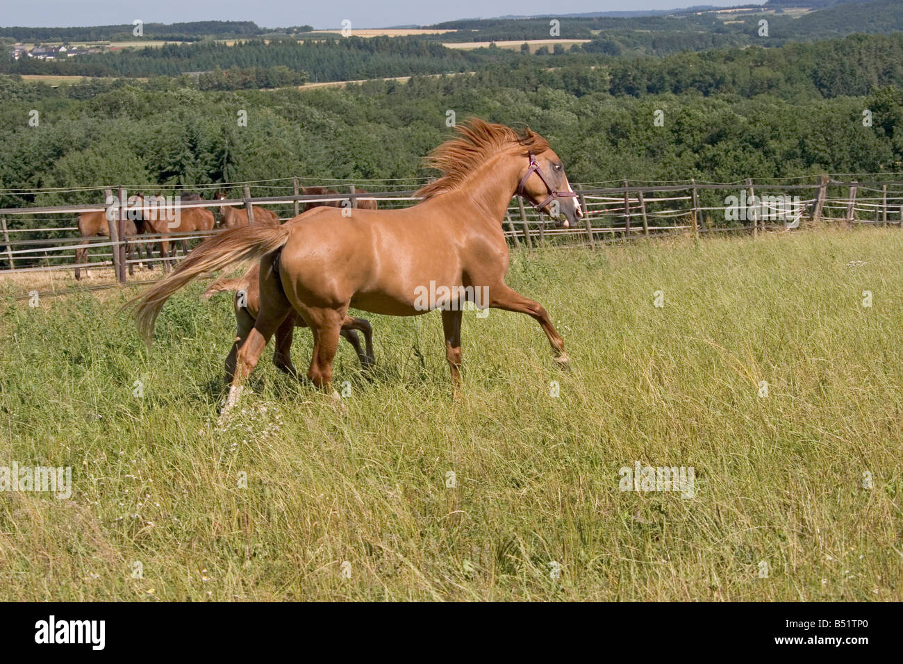 German riding horse running hi-res stock photography and images - Alamy