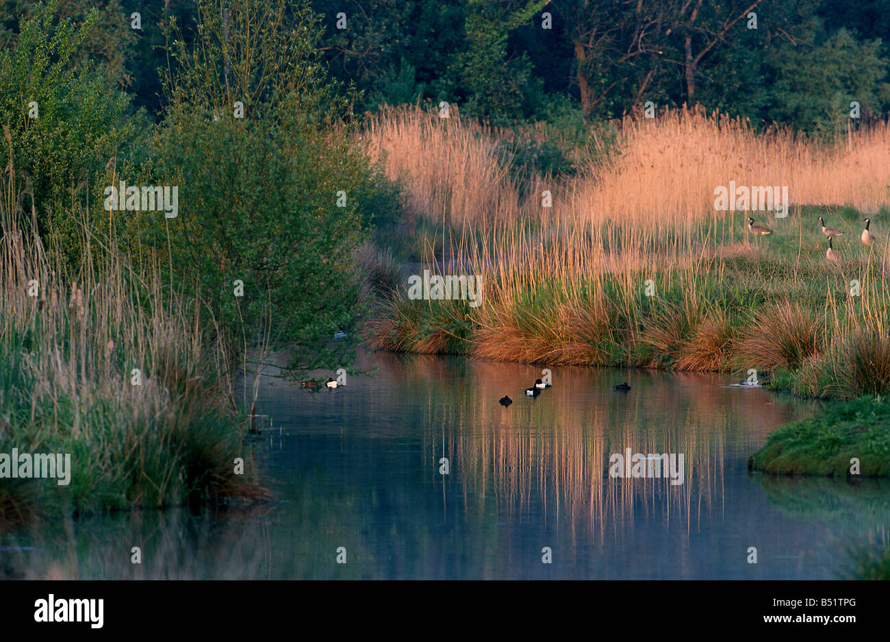 Evening at the Ruhr Stock Photo - Alamy