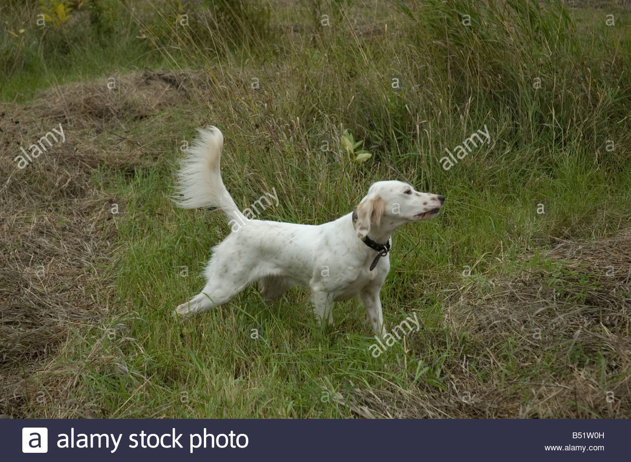 Setter Dog English High Resolution Stock Photography and Images - Alamy
