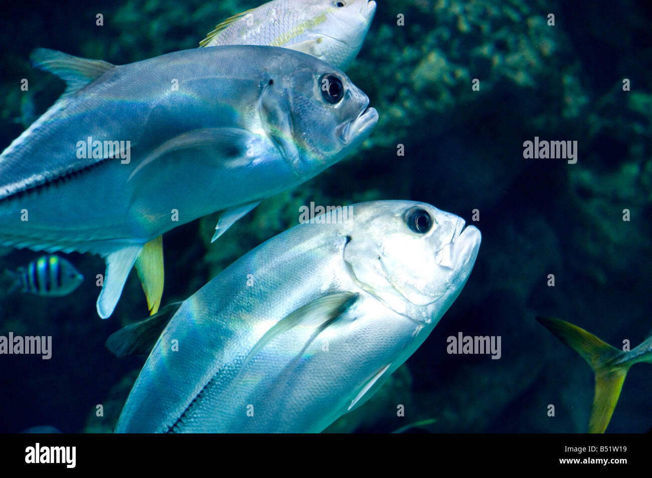 Fish swarm moves by Stock Photo - Alamy
