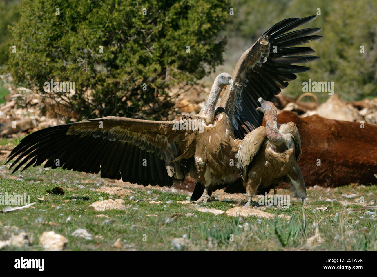 Fighting vultures hi-res stock photography and images - Alamy