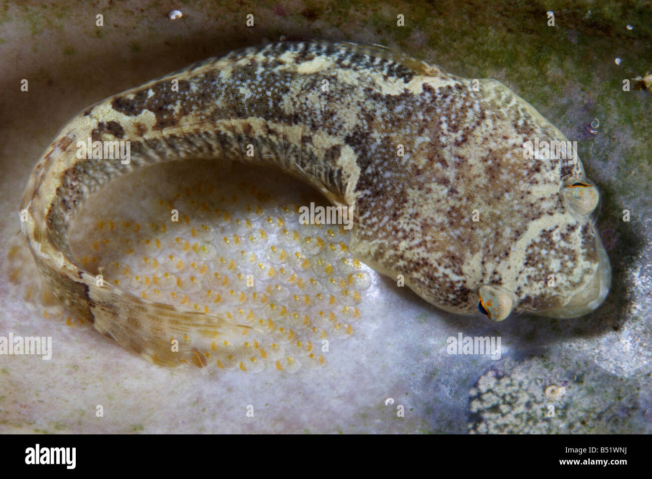 Diplecogaster bimaculata Two-spotted clingfish guarding his eggs Stock ...